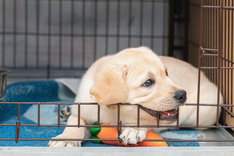 House Training Your Pet - Animal Care Hospital